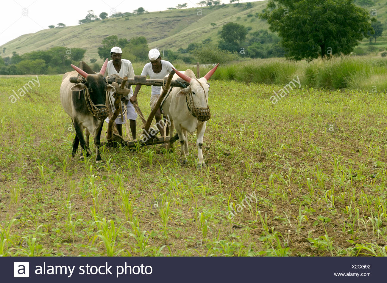 Bullock Bullocks Ploughing Farm Stock Photos & Bullock Bullocks ...