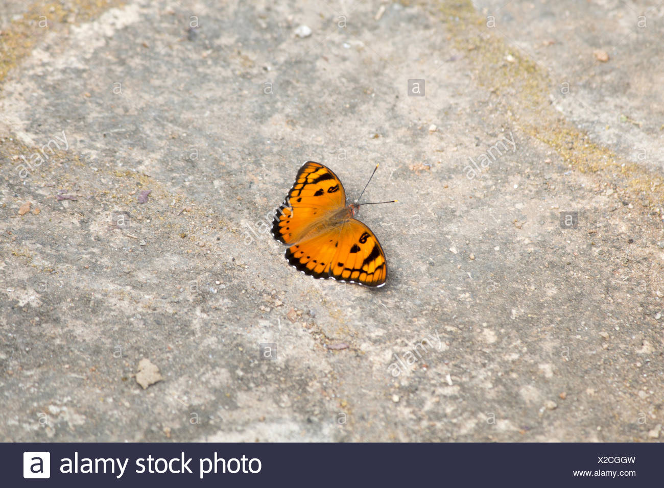Euthalia High Resolution Stock Photography and Images - Alamy