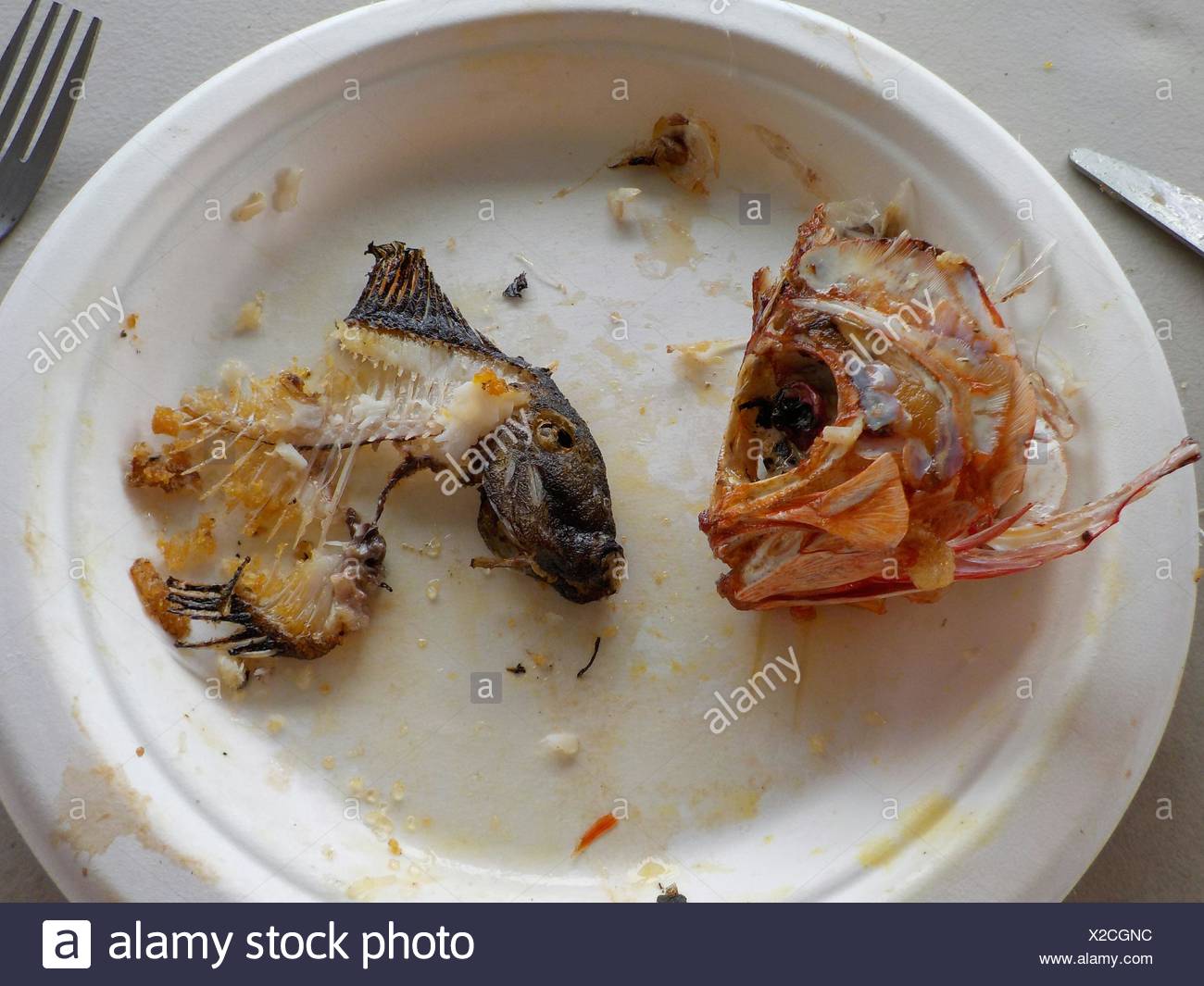 Fish Skeleton Stock Photos & Fish Skeleton Stock Images - Alamy