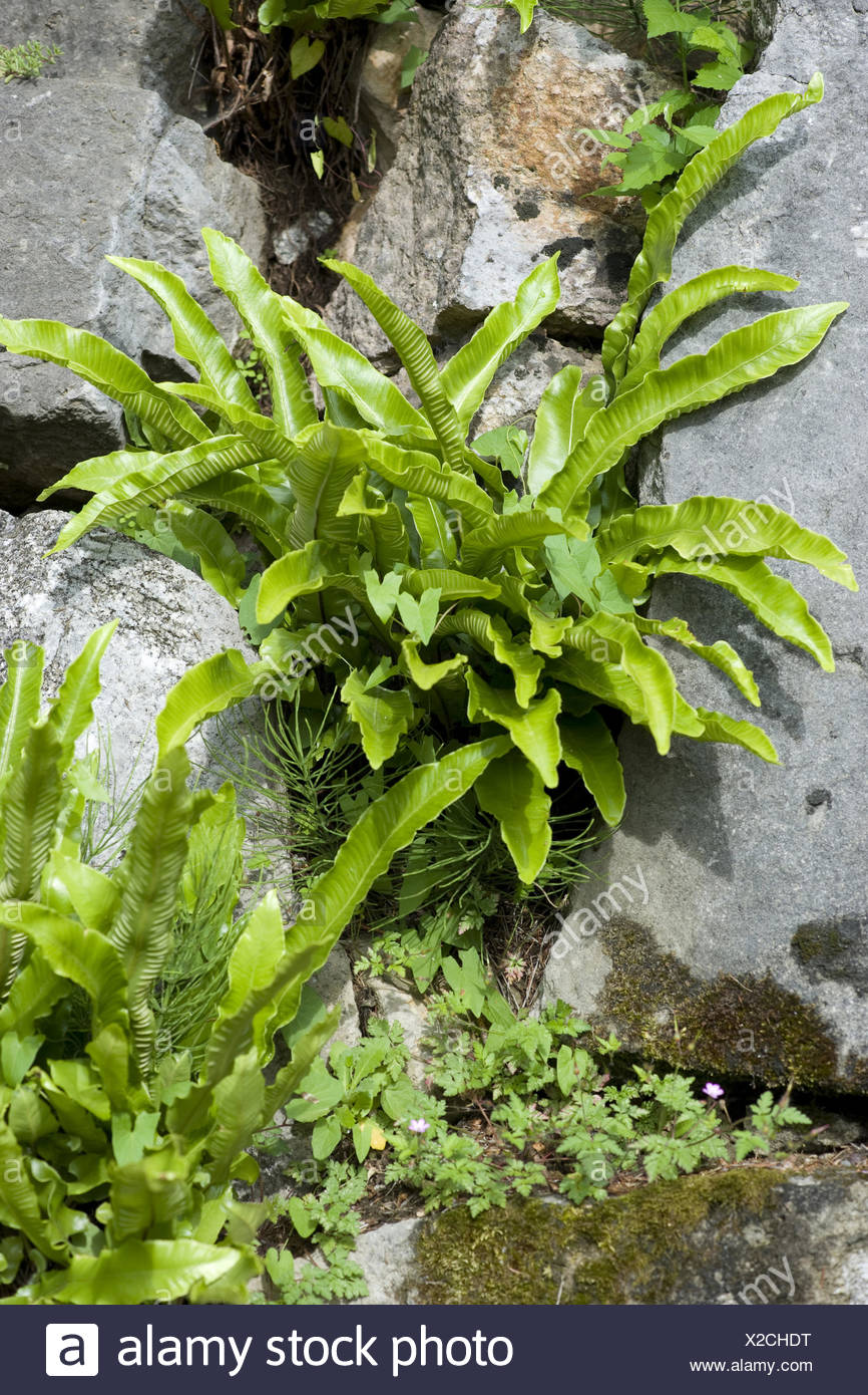 Hart's Tongue Ferns High Resolution Stock Photography and Images - Alamy