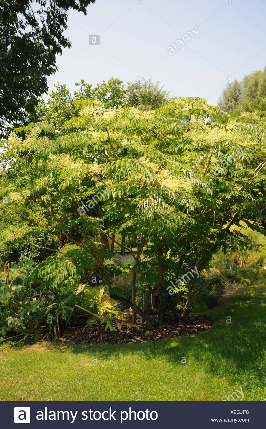 Japanese Angelica High Resolution Stock Photography and Images - Alamy
