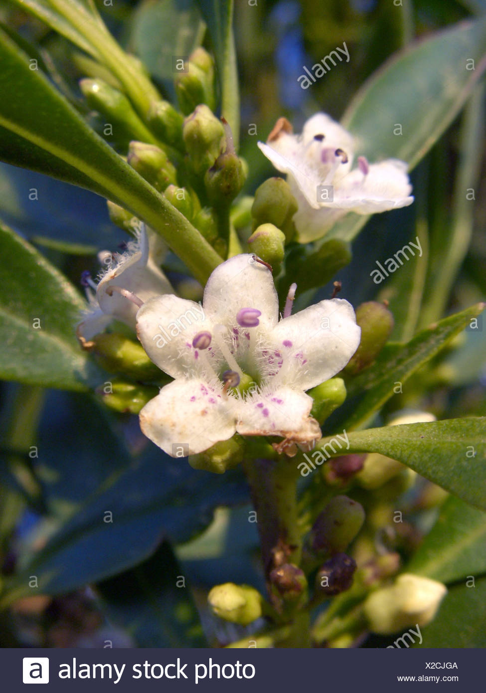 Ngaio Tree Stock Photos & Ngaio Tree Stock Images - Alamy