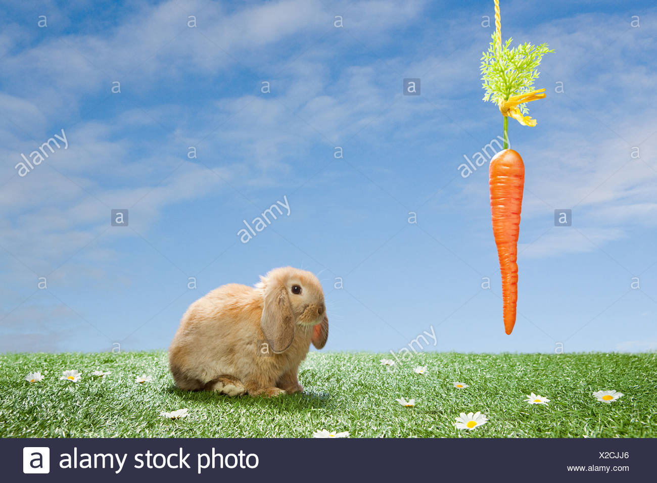 Hare With Carrot High Resolution Stock Photography and Images - Alamy