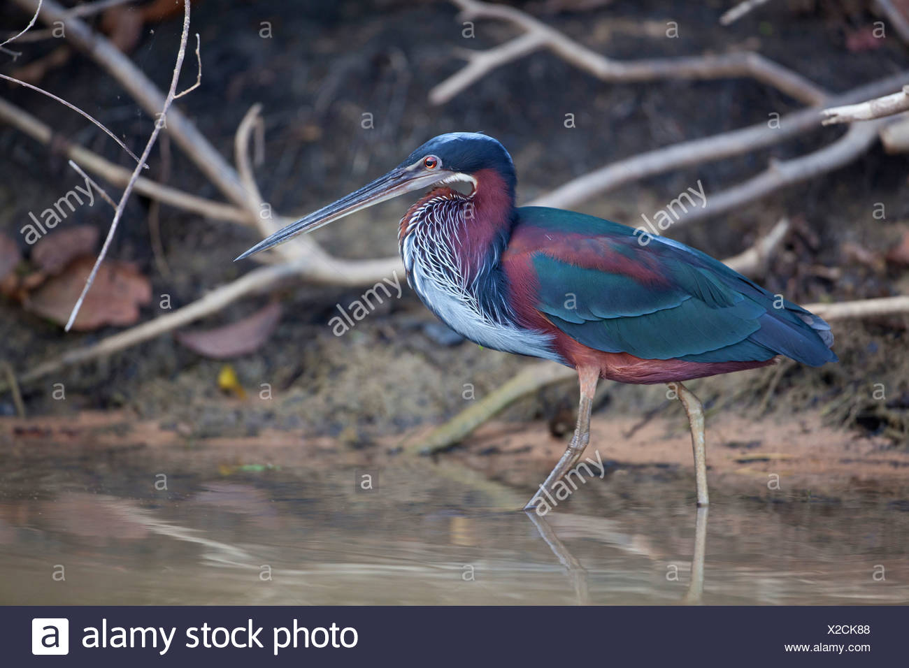 Agamia Agami High Resolution Stock Photography and Images - Alamy