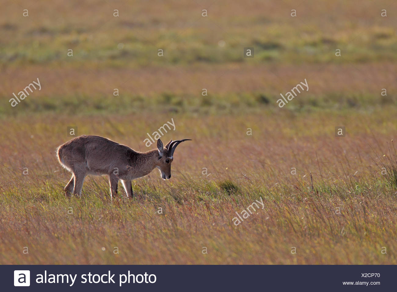 Southern Reedbuck Redunca Arundinum High Resolution Stock Photography ...