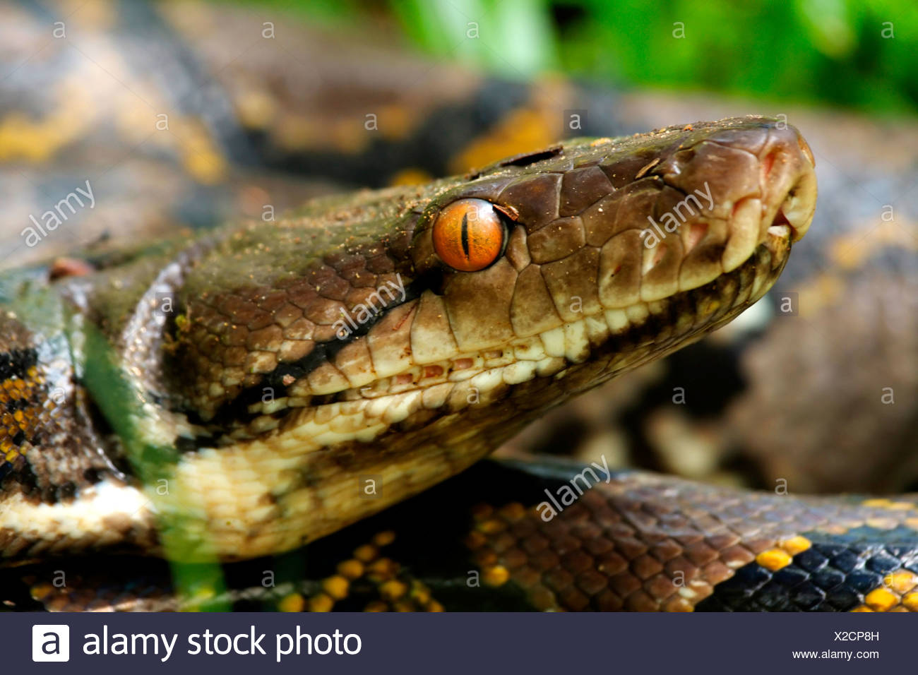 Asian Rock Python High Resolution Stock Photography and Images - Alamy