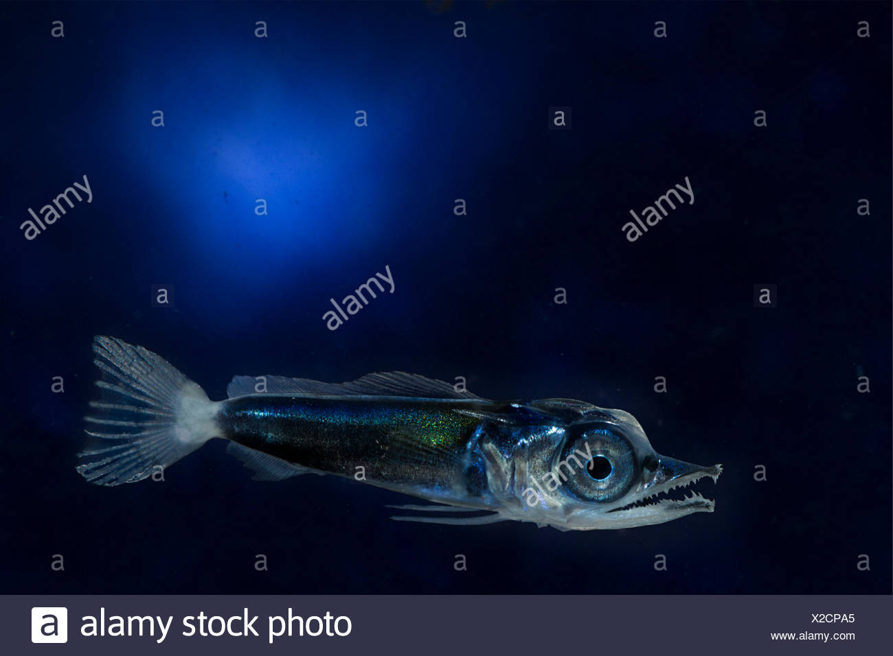 Marlin Fish Stock Photos & Marlin Fish Stock Images - Alamy