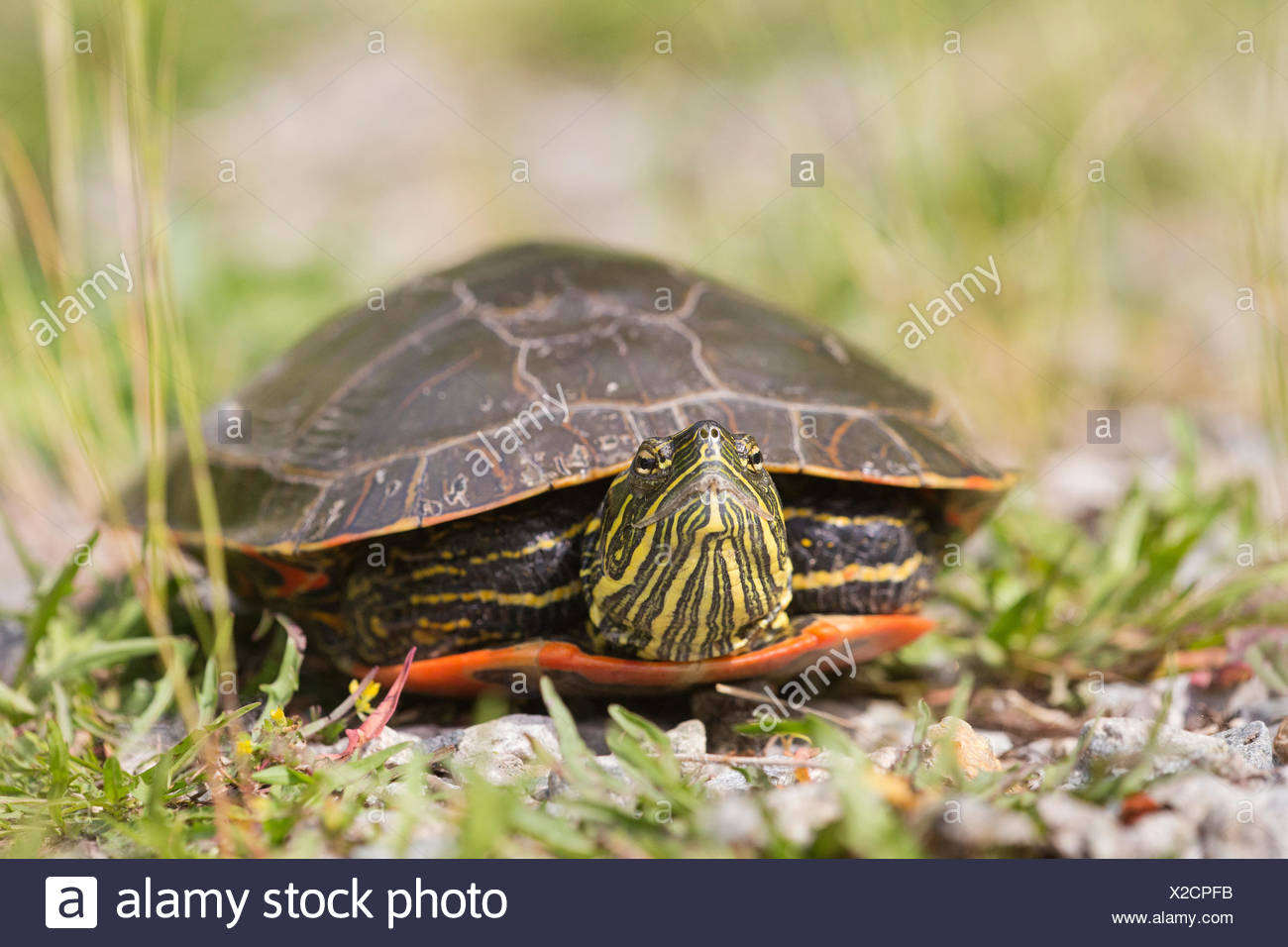 British Species High Resolution Stock Photography and Images - Alamy