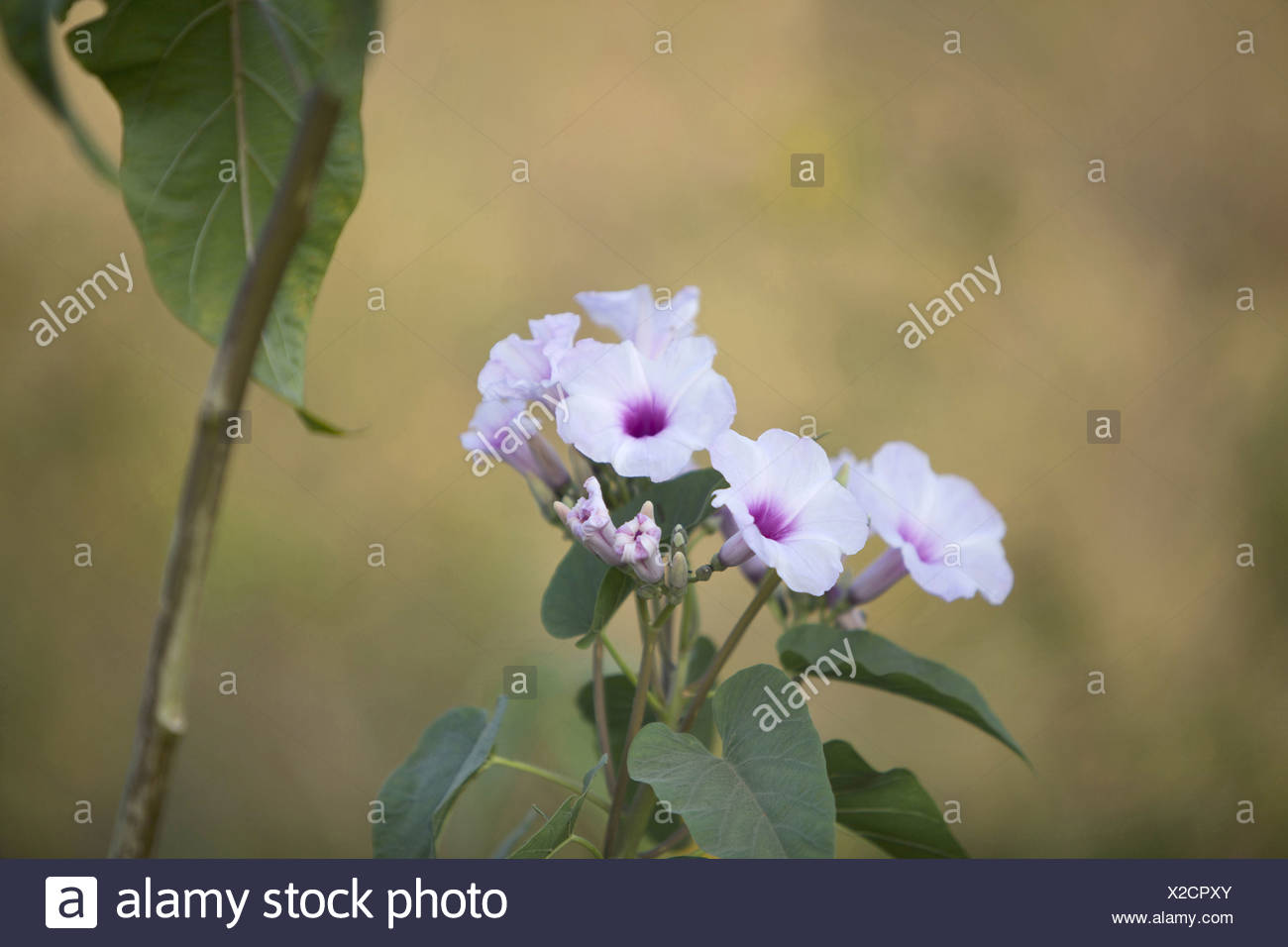 Violet Flower Flowers India Stock Photos & Violet Flower Flowers India ...