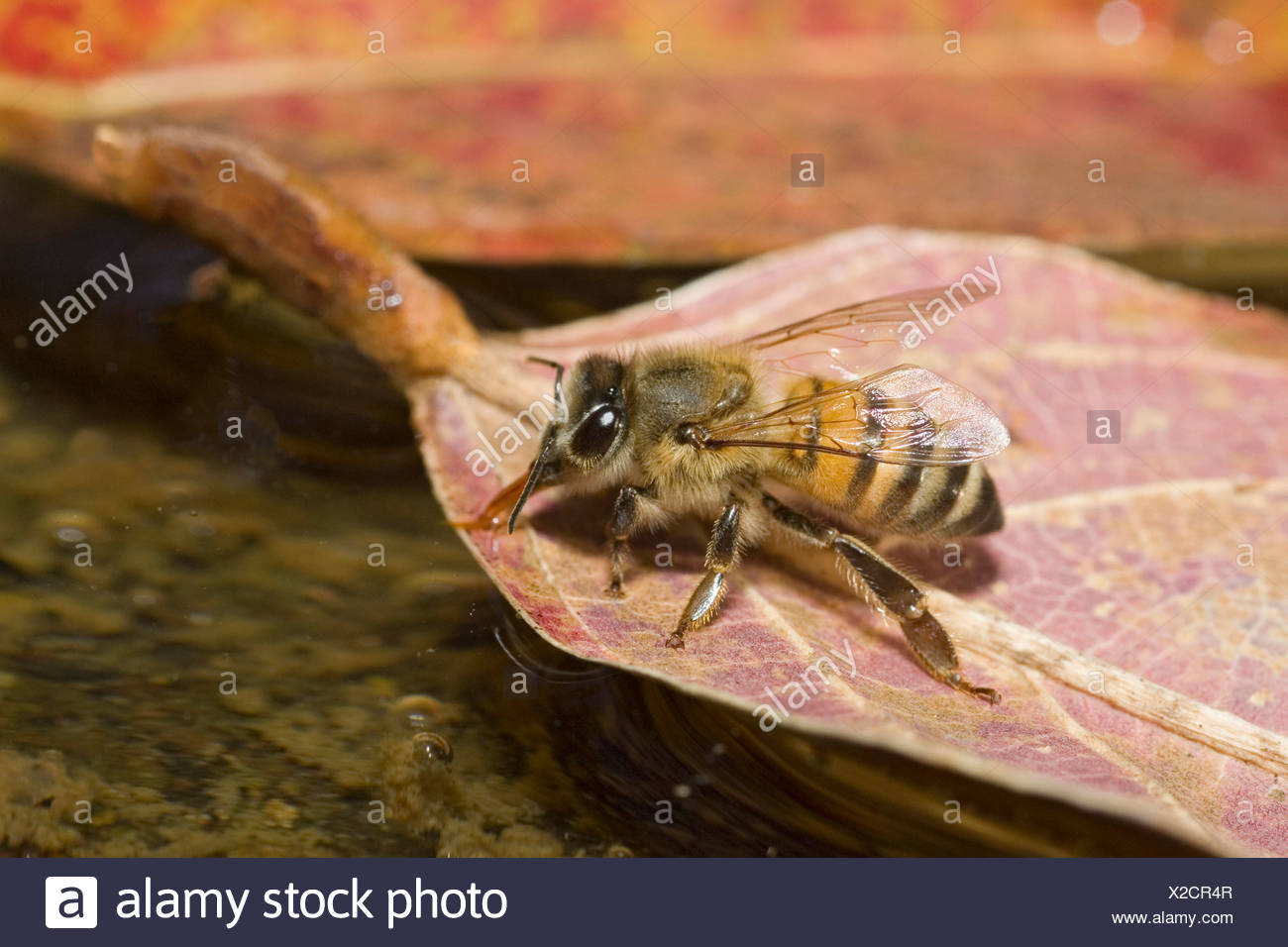 Africanized Bee High Resolution Stock Photography and Images - Alamy