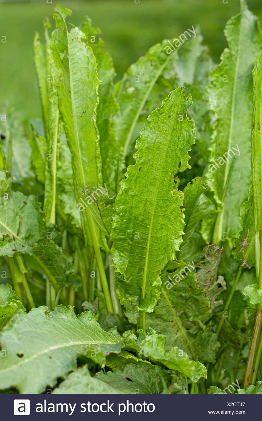 Curly Dock High Resolution Stock Photography and Images - Alamy
