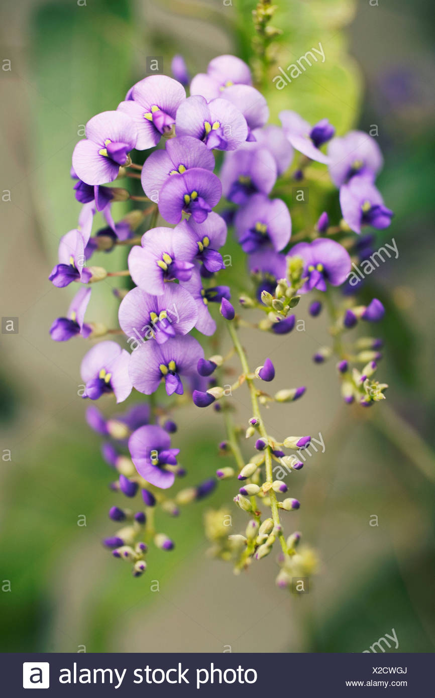 Hardenbergia Violacea Stock Photos & Hardenbergia Violacea Stock Images ...