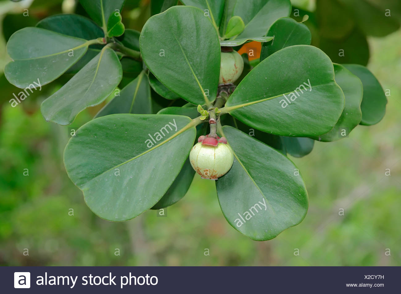 Balsam Apple Stock Photos & Balsam Apple Stock Images - Alamy