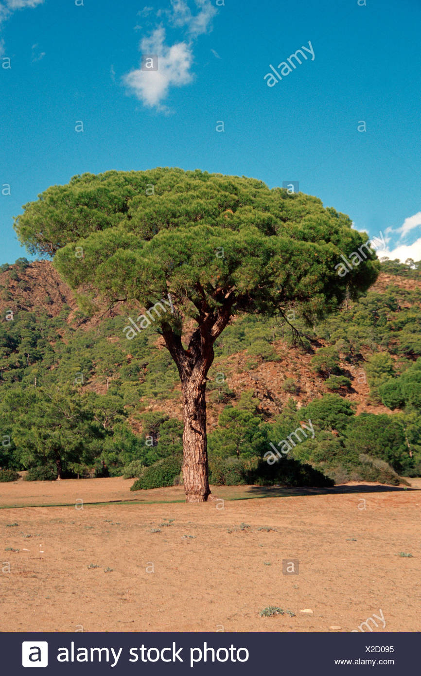 Umbrella Pine (pinus Pinea) Stock Photos & Umbrella Pine (pinus Pinea ...