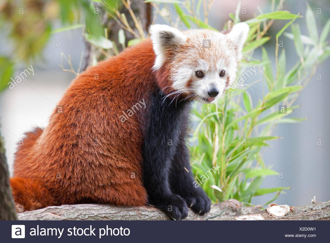 Red Panda Side View High Resolution Stock Photography and Images - Alamy