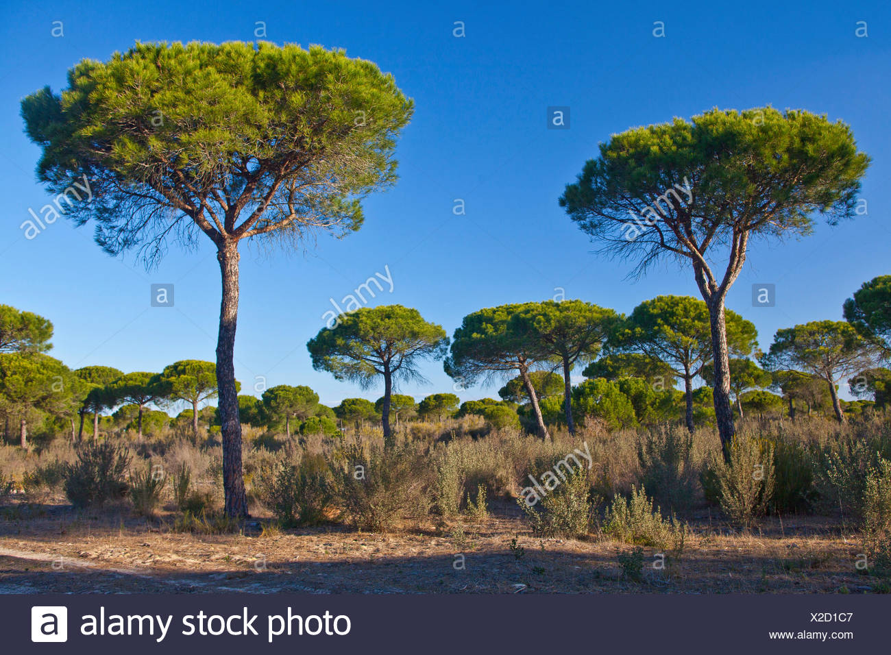 Pinus Pinea Stone Pine Flower High Resolution Stock Photography and ...