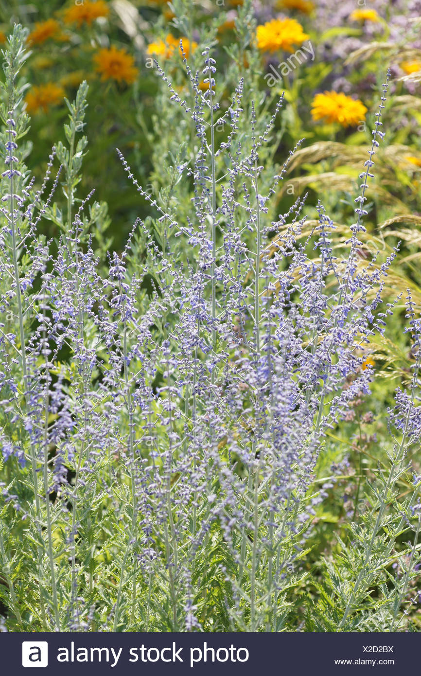 Russian Sage Perovskia High Resolution Stock Photography and Images - Alamy