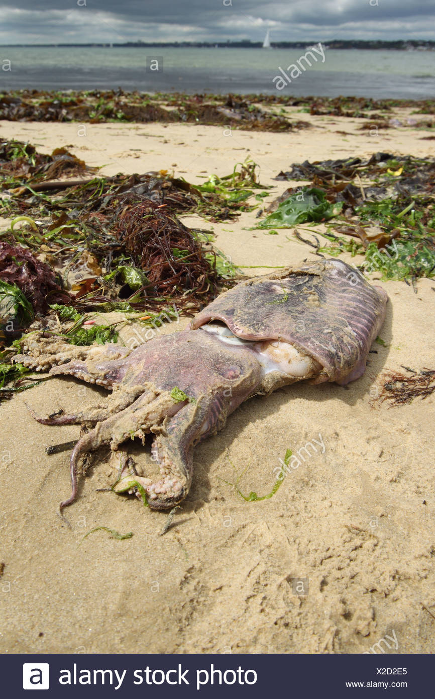 Dead Cuttlefish High Resolution Stock Photography and Images - Alamy