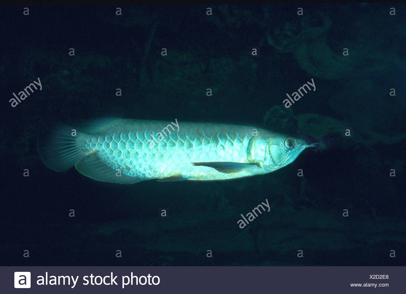 Bonytongue High Resolution Stock Photography and Images - Alamy