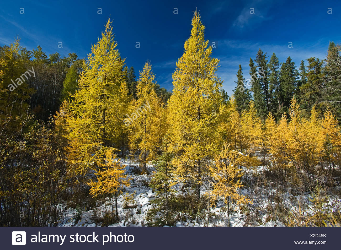 Tamarack Trees Canada High Resolution Stock Photography and Images - Alamy