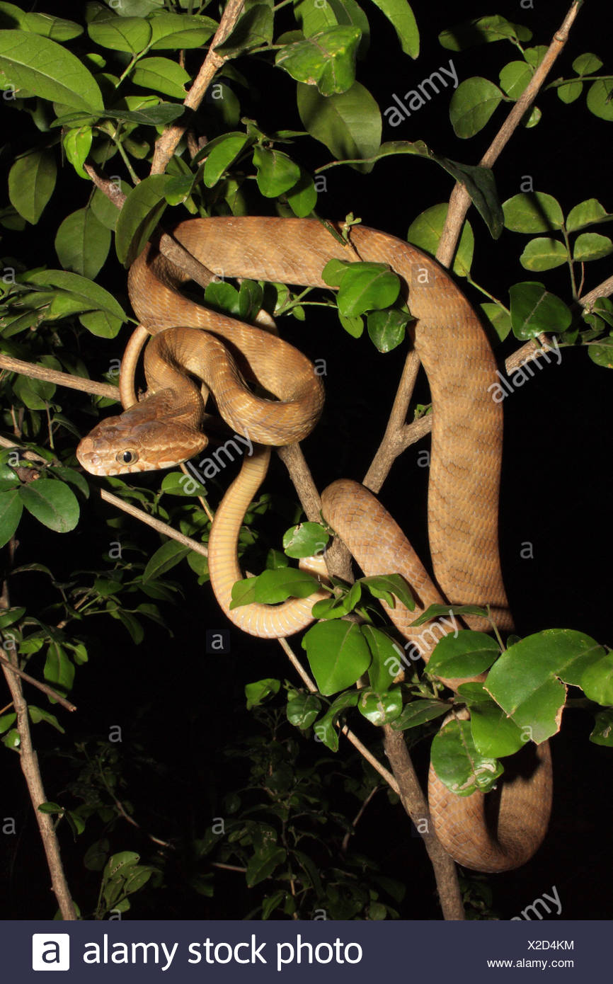 Indian Common Cat High Resolution Stock Photography and Images - Alamy