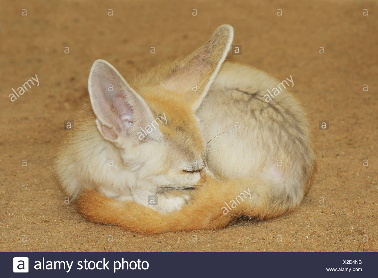 Fennec Fox Sleeping High Resolution Stock Photography and Images - Alamy