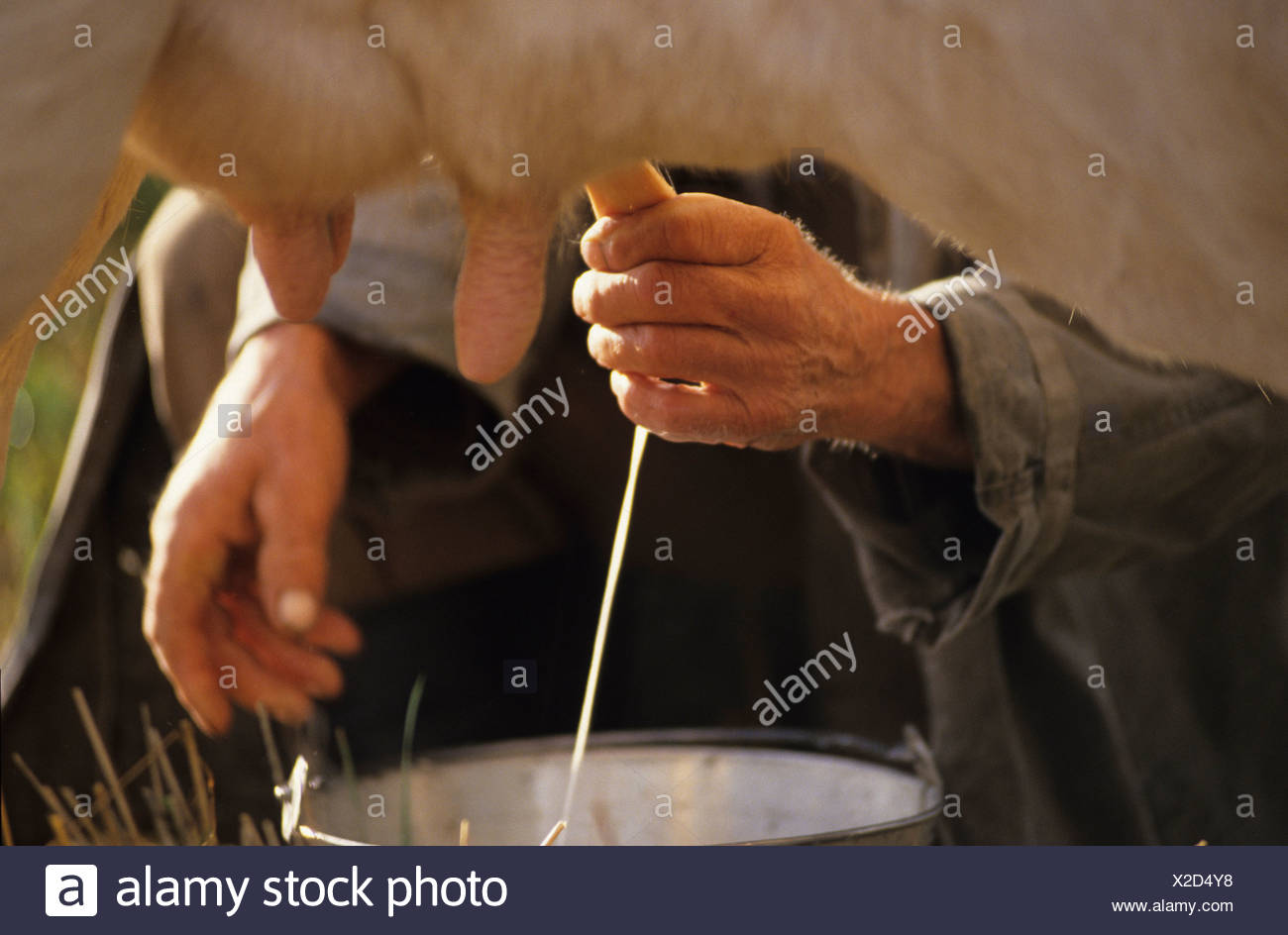 Milk A Cow By Hand High Resolution Stock Photography and Images - Alamy