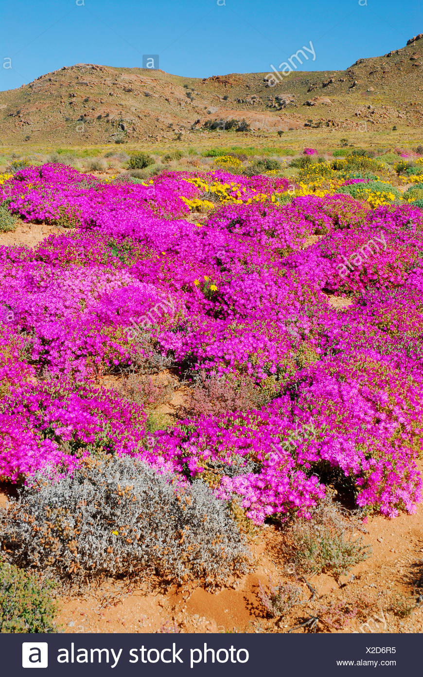 Succulent Karoo Stock Photos & Succulent Karoo Stock Images - Alamy