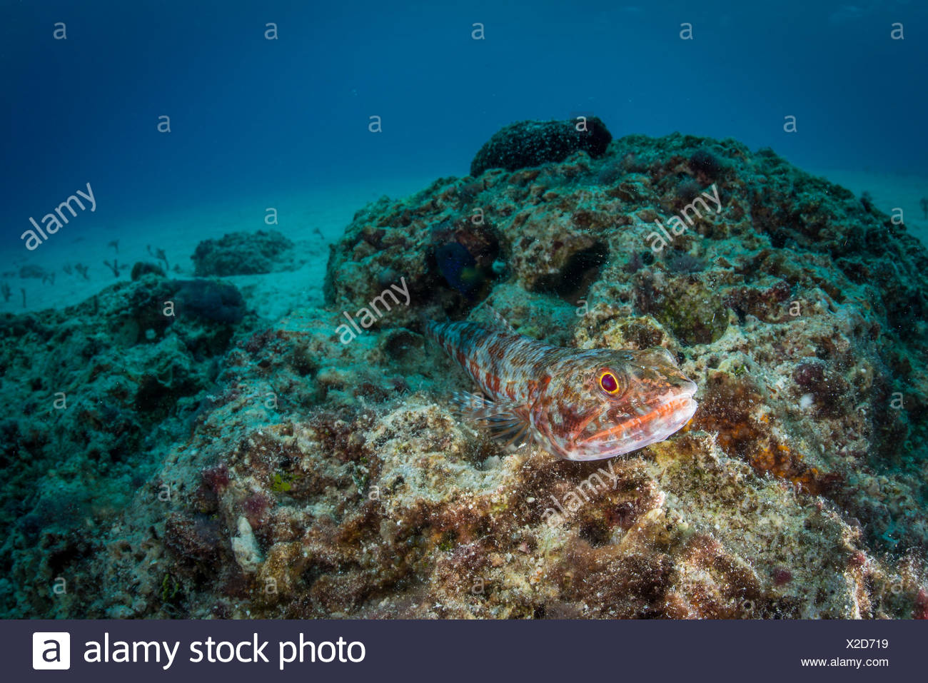 Tonga Fish Stock Photos & Tonga Fish Stock Images - Alamy