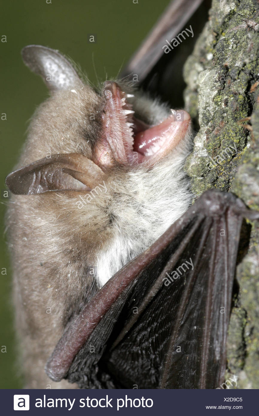 Mammals Of Korea High Resolution Stock Photography and Images - Alamy