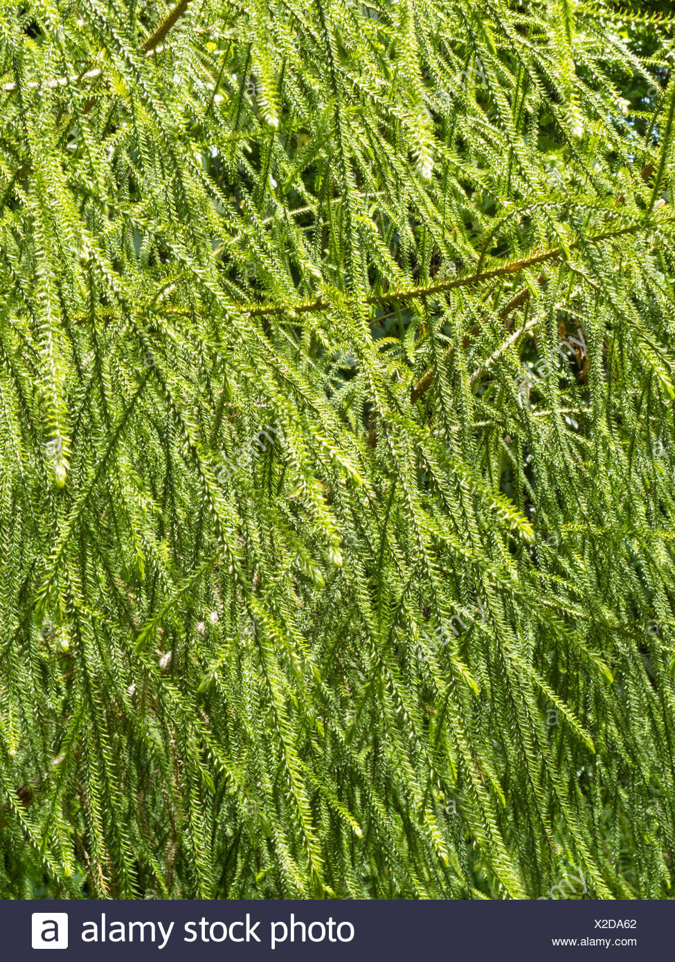 Rimu Tree Stock Photos & Rimu Tree Stock Images - Alamy