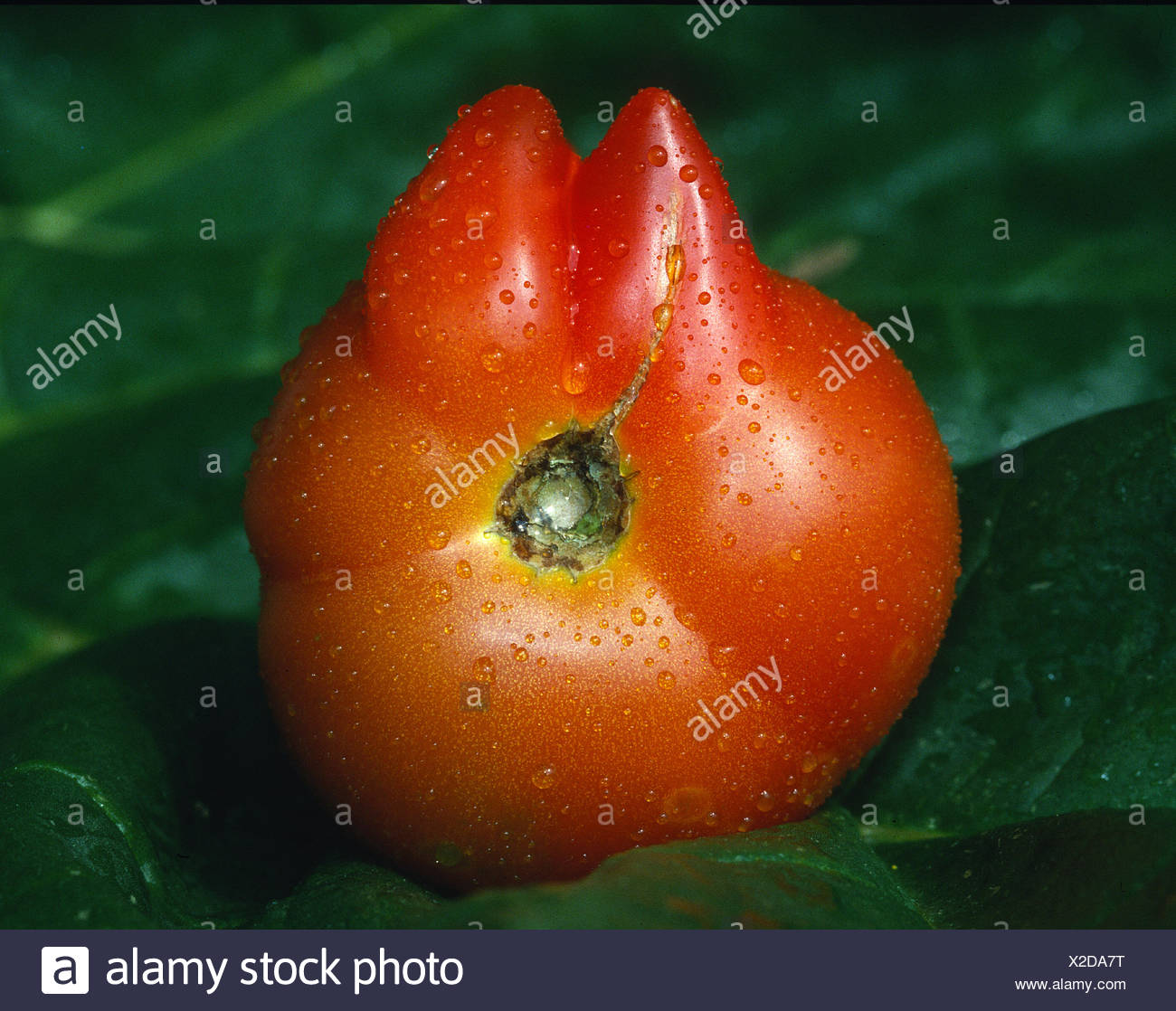 Tomato Solanum Lycopersicum High Resolution Stock Photography and ...