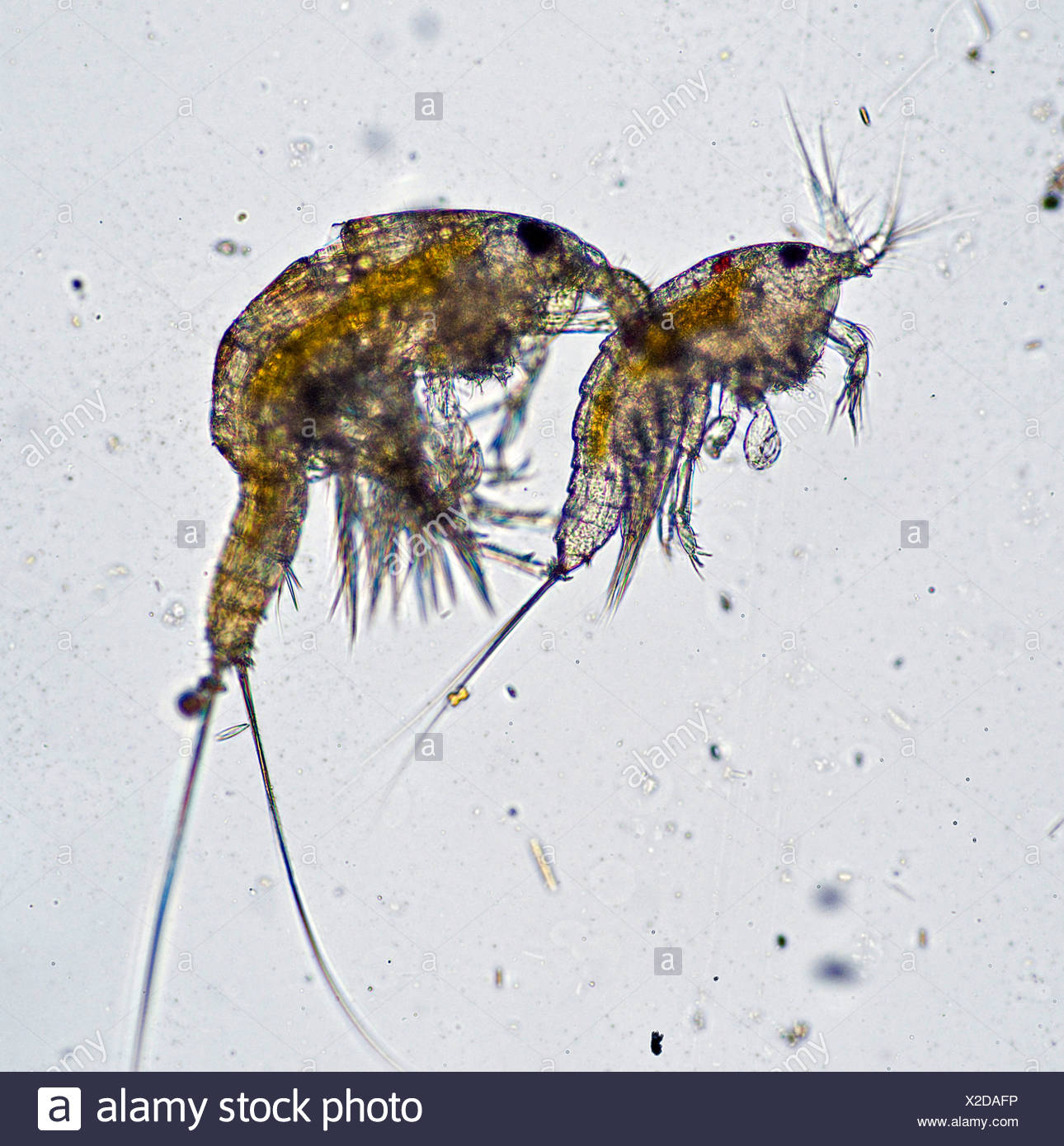 Copepods Copepoda Stock Photos & Copepods Copepoda Stock Images - Alamy