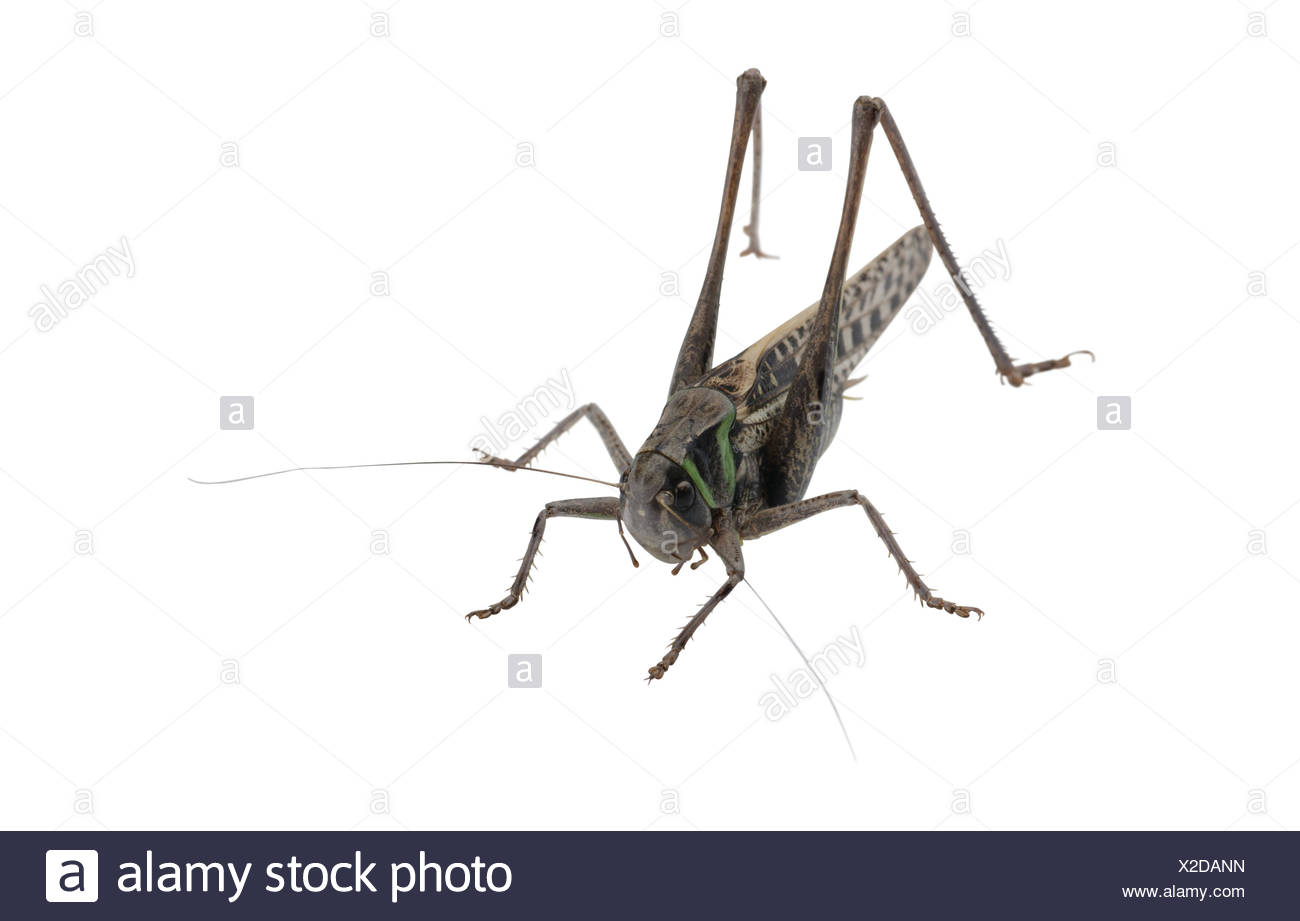Grasshopper Side View High Resolution Stock Photography and Images - Alamy