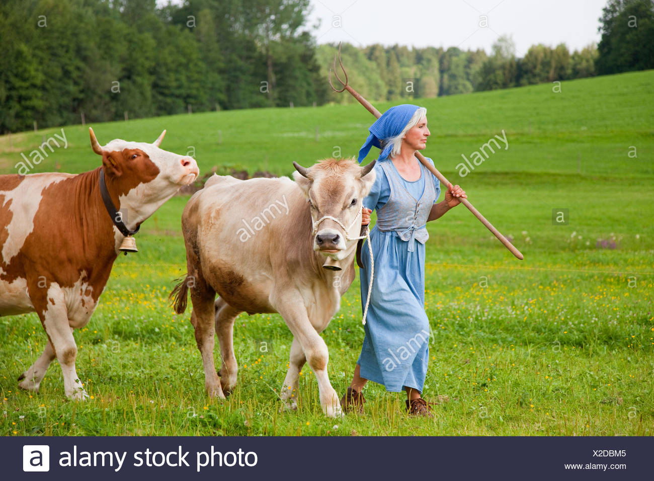 Mature Woman With Cow On Farm High Resolution Stock Photography and ...