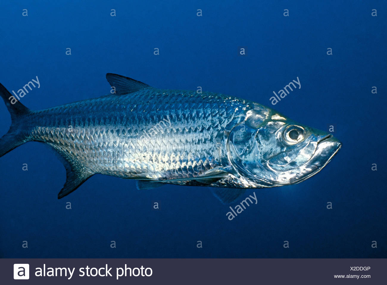 Elopiformes Stock Photos & Elopiformes Stock Images - Alamy