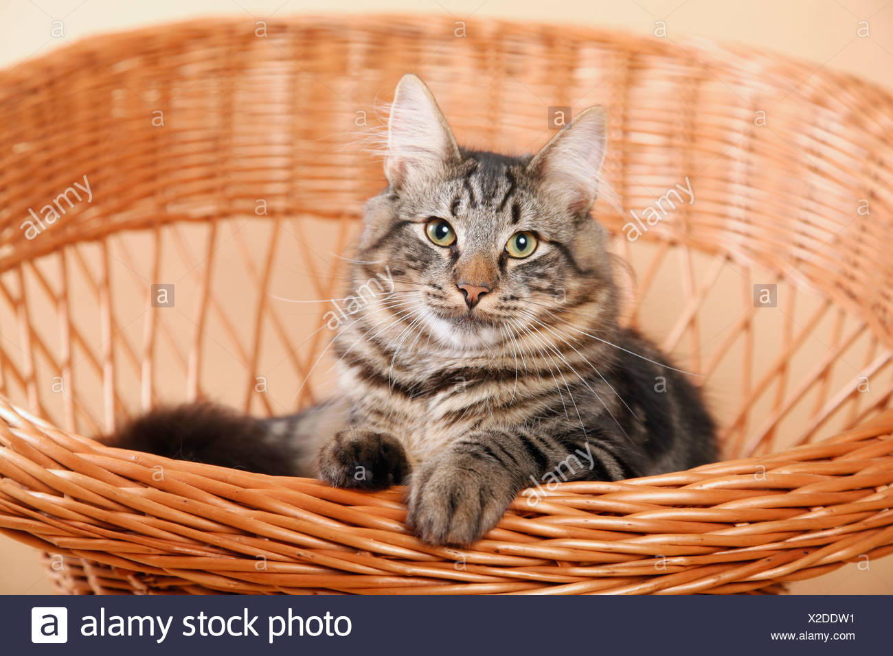 Pure Breed Cat High Resolution Stock Photography and Images - Alamy