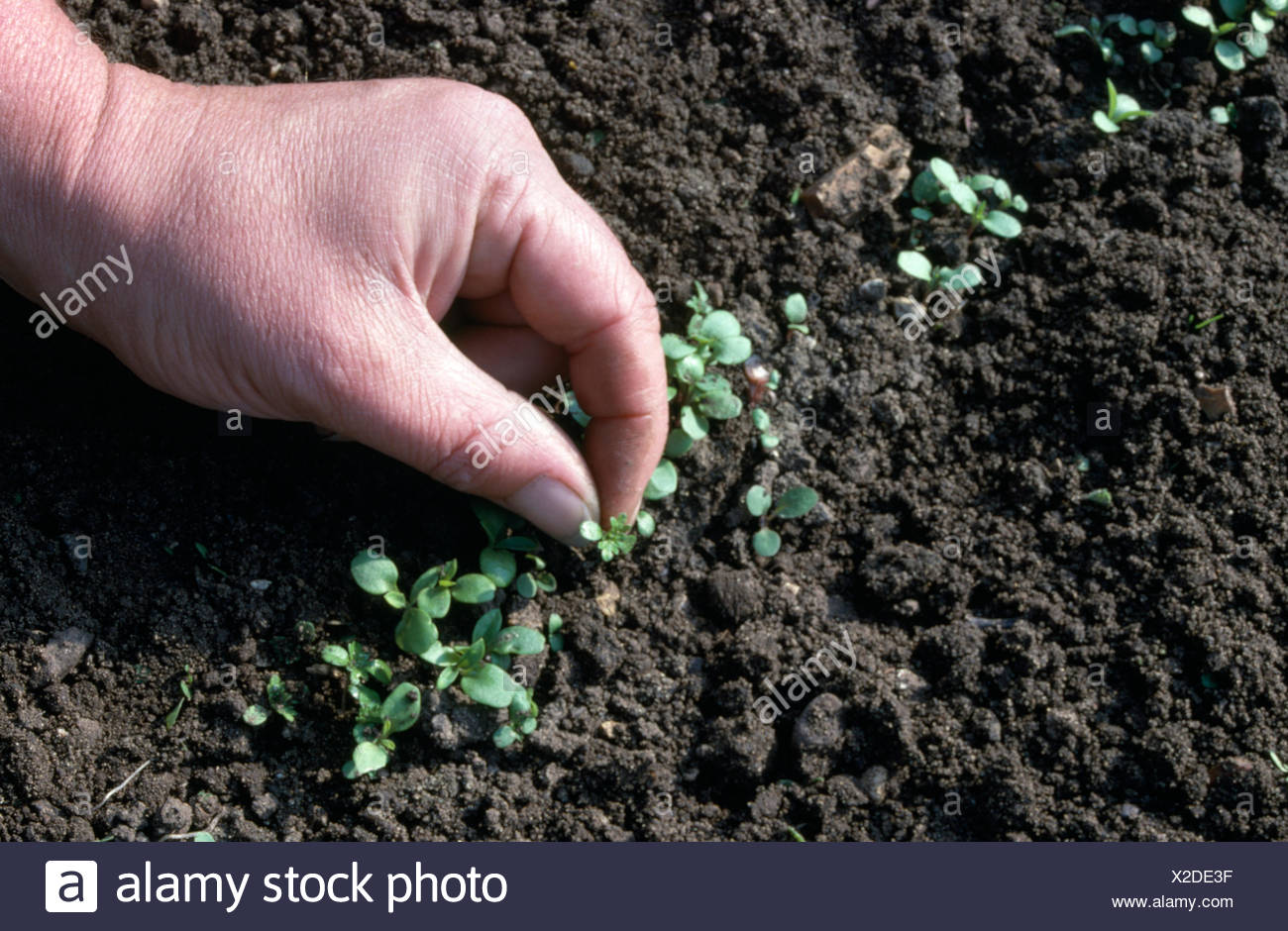 Pricking High Resolution Stock Photography and Images - Alamy