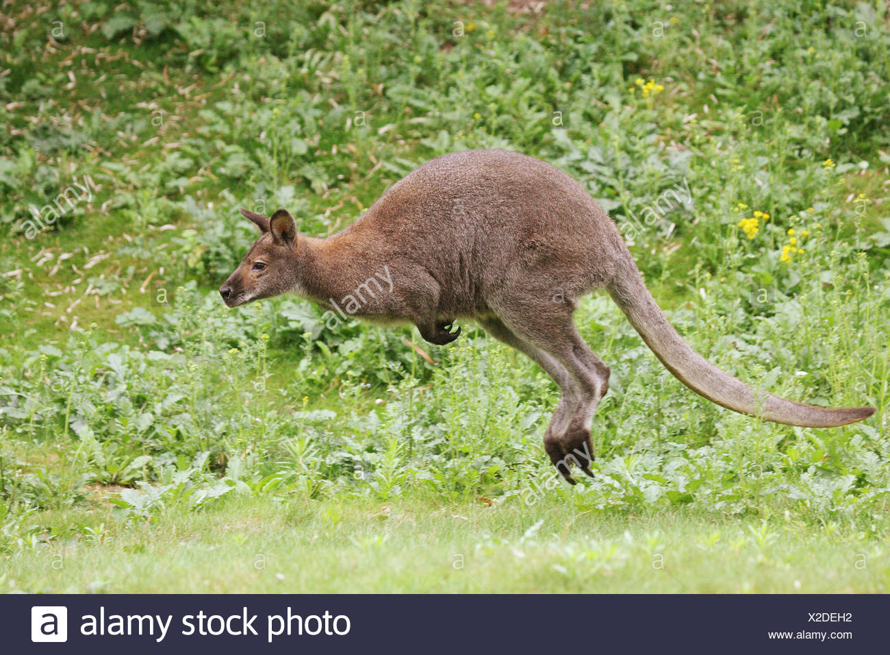 Wallabies Jumping High Resolution Stock Photography and Images - Alamy