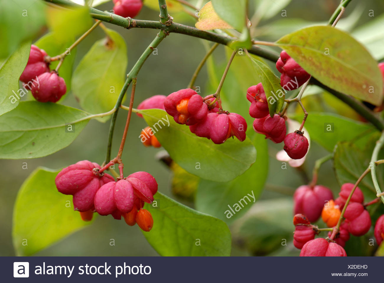 Euonymus Red Cascade High Resolution Stock Photography and Images - Alamy