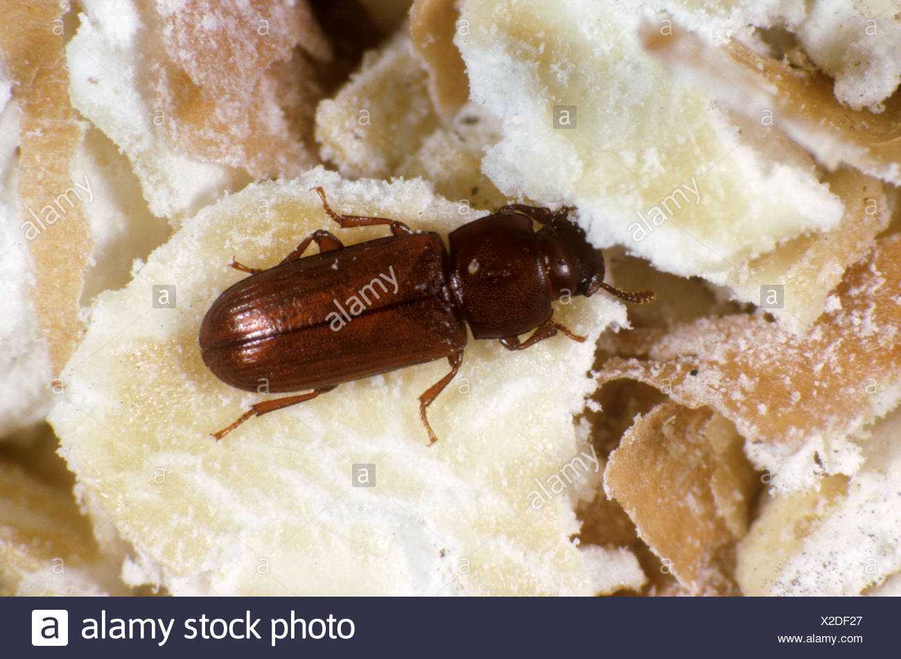 Tribolium Castaneum High Resolution Stock Photography and Images - Alamy