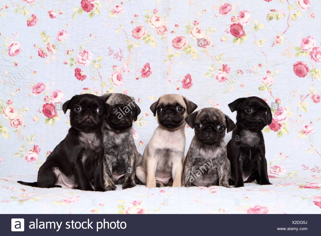 Five Puppies High Resolution Stock Photography and Images - Alamy