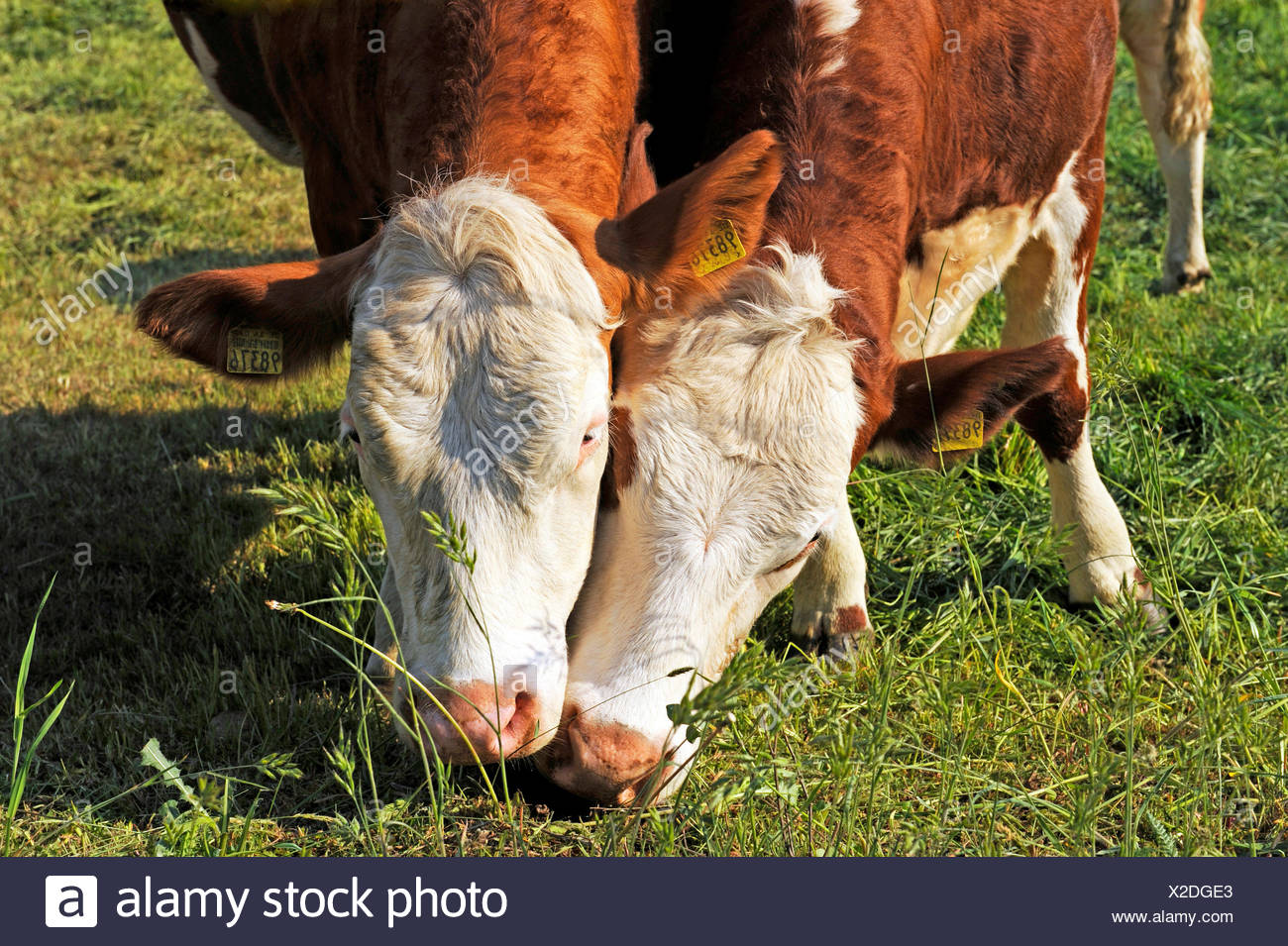 Hybrid Cattle High Resolution Stock Photography and Images - Alamy