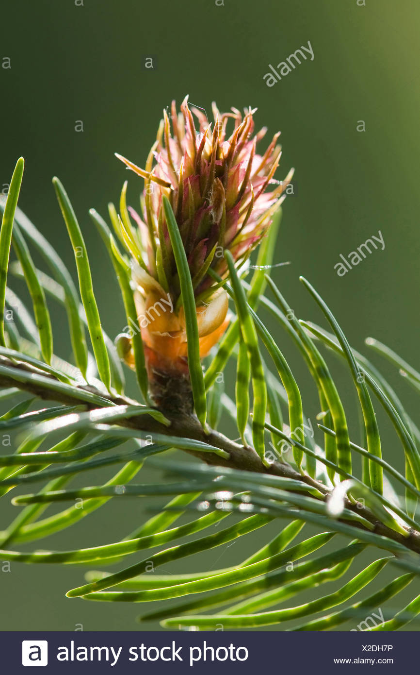 Douglas Fir Wood High Resolution Stock Photography and Images - Alamy