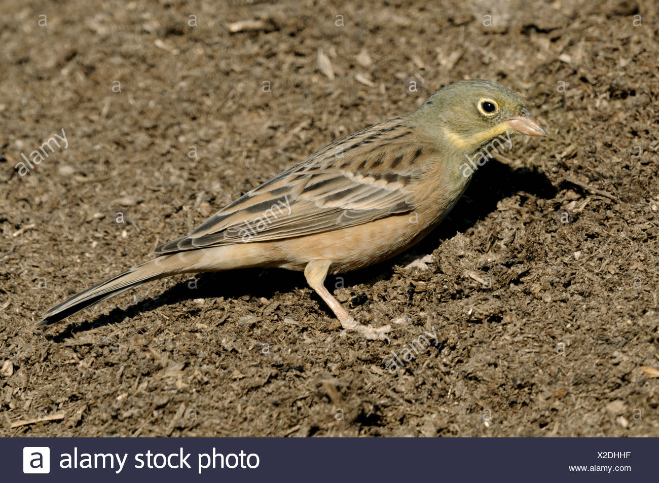 Ortolan Bunting Emberiza Hortulana High Resolution Stock Photography ...