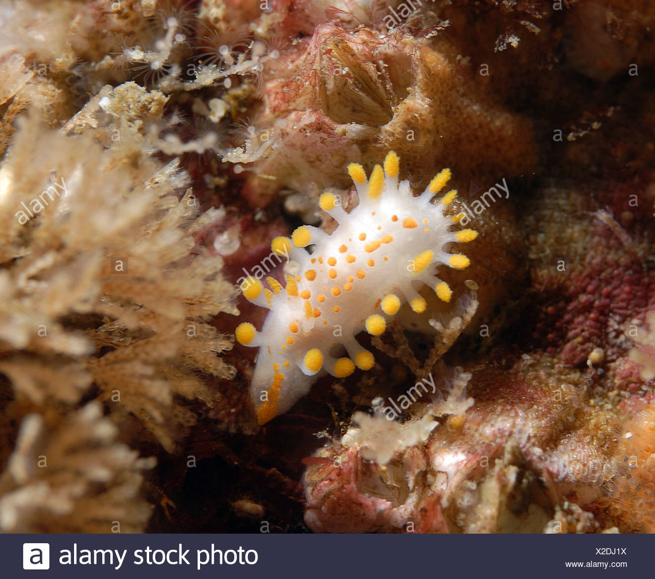 British Sea Slugs High Resolution Stock Photography and Images - Alamy