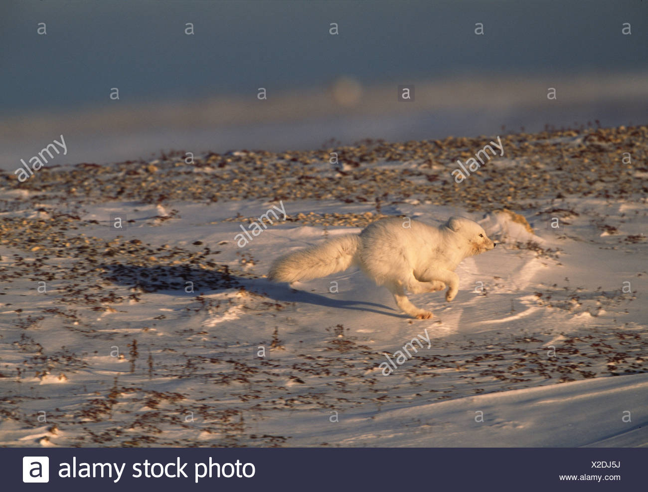 Arctic Fox Running High Resolution Stock Photography and Images - Alamy