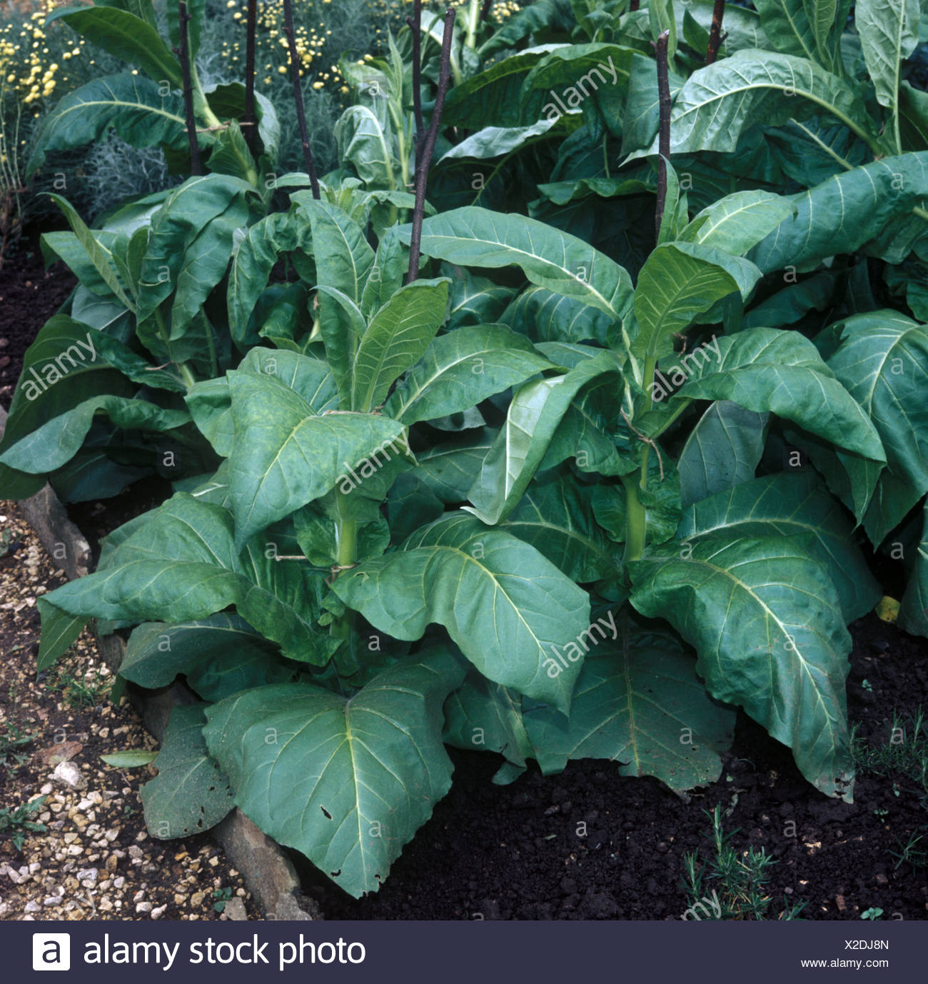 Nicotiana Rustica High Resolution Stock Photography and Images - Alamy