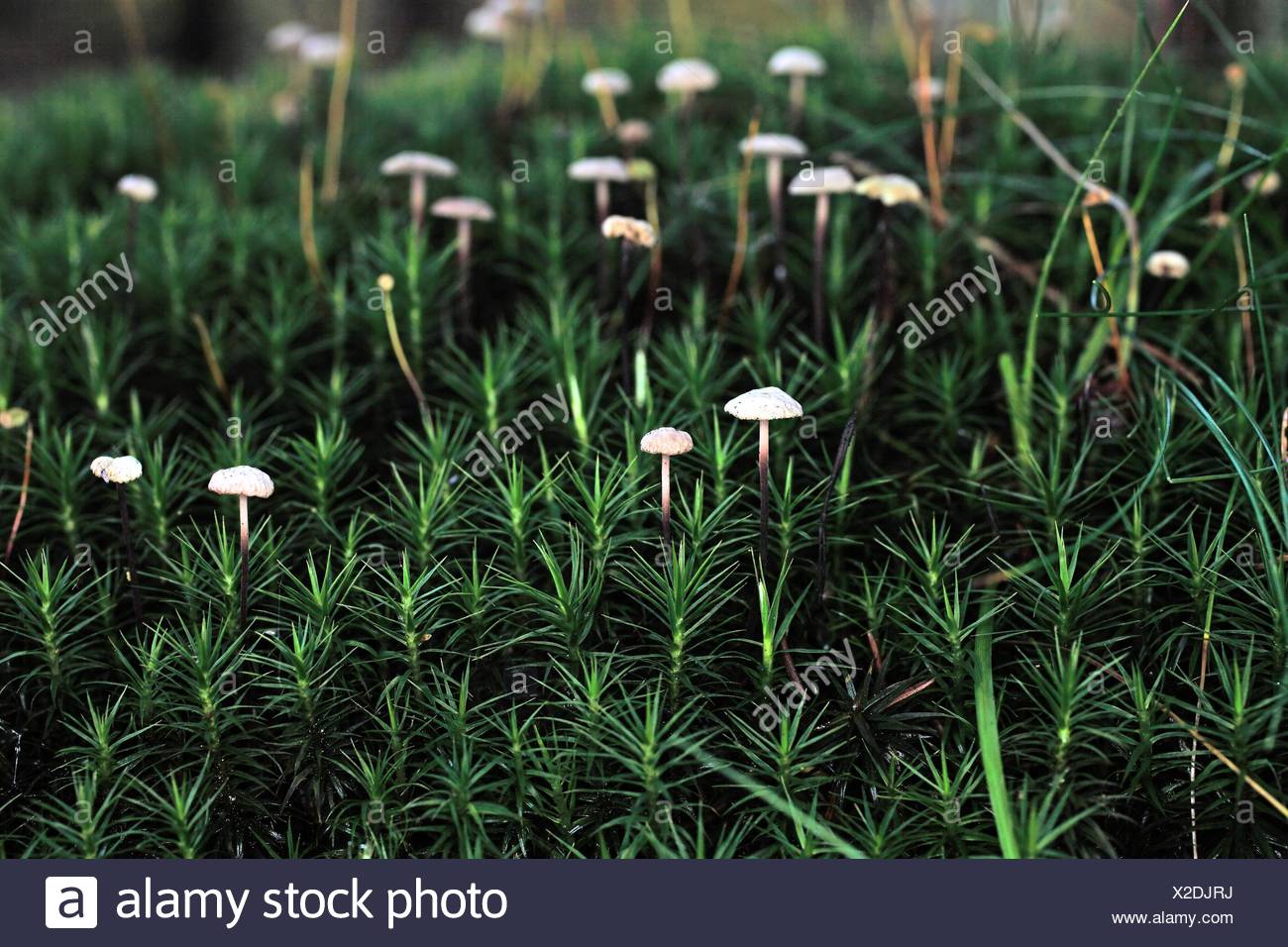 Forst Moos High Resolution Stock Photography and Images - Alamy