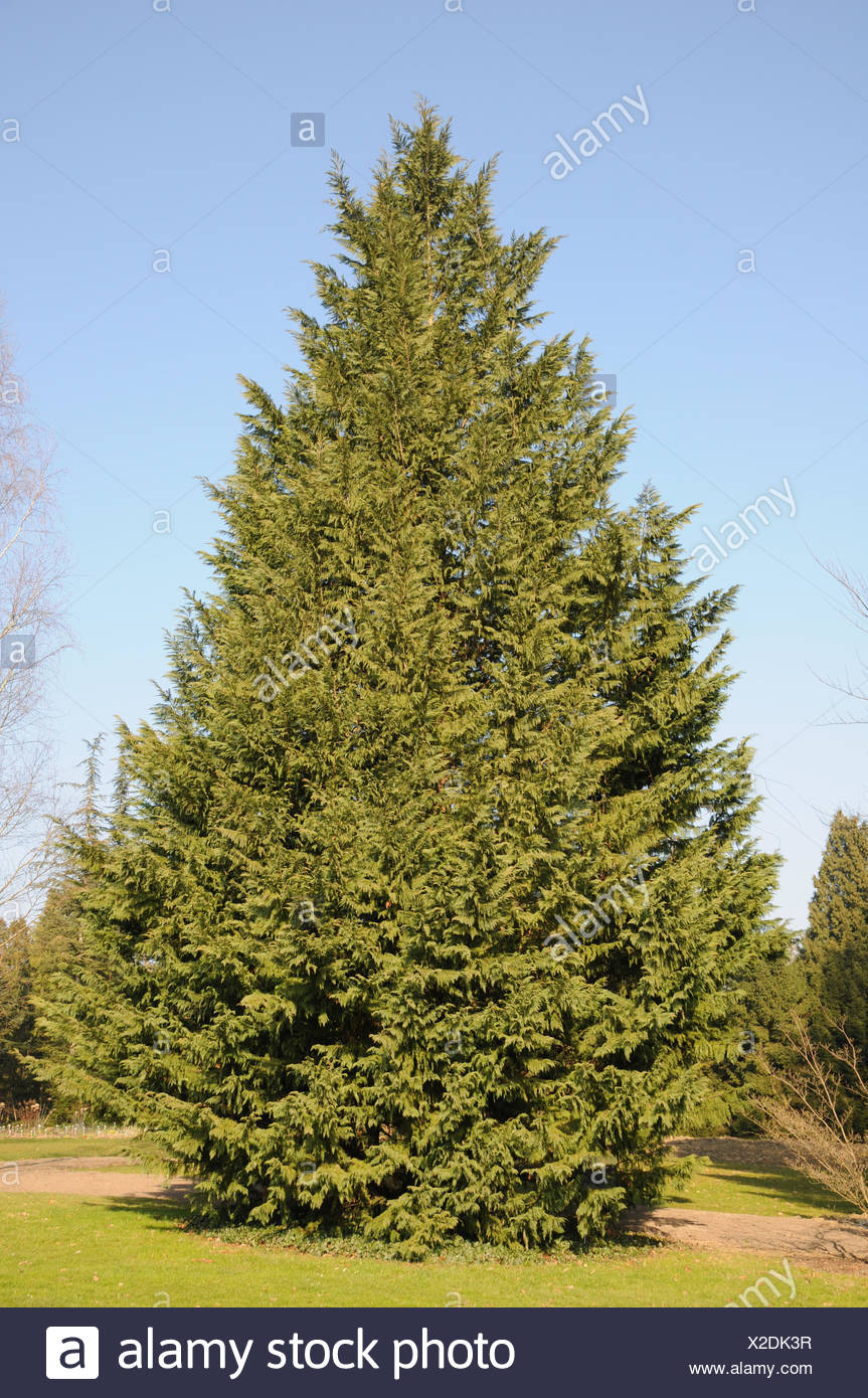 Leyland Cypress Tree High Resolution Stock Photography and Images - Alamy